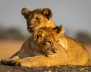 True North Photography - Africa Wild Life